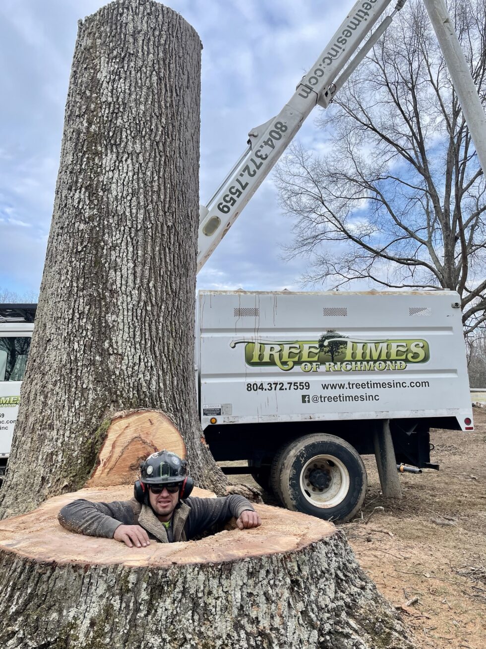 Why Stump Grinding Is Worth It: 5 Reasons to Remove That Old Tree Stump ...